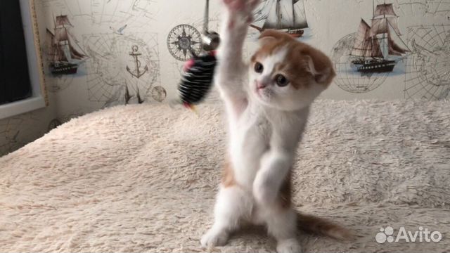Шотландский вислоухий котёнок