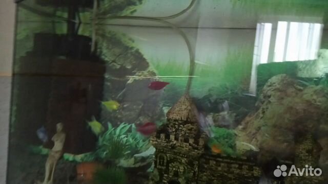 Отдам рыбок в добрые руки