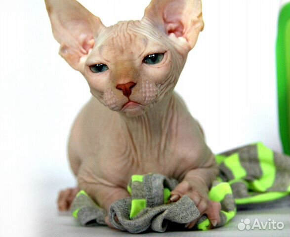 Сфинкс это утром прищуренные глазки)