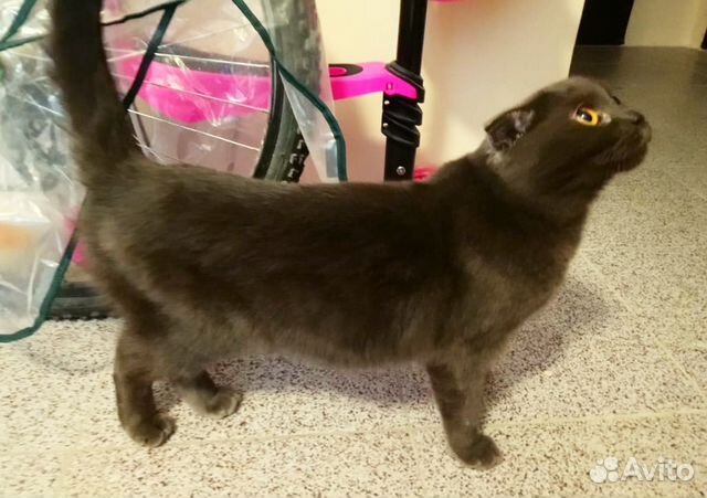 Найдена породистая вислоухая кошечка