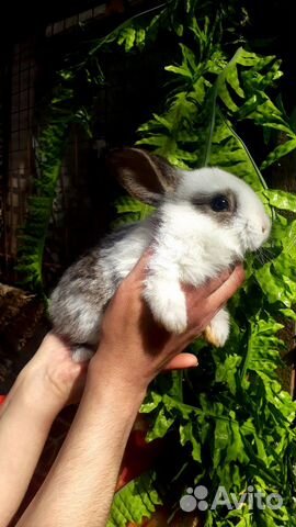 Крольчата бабочки