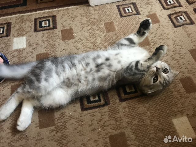 Плюшевая Вислоушка с документами