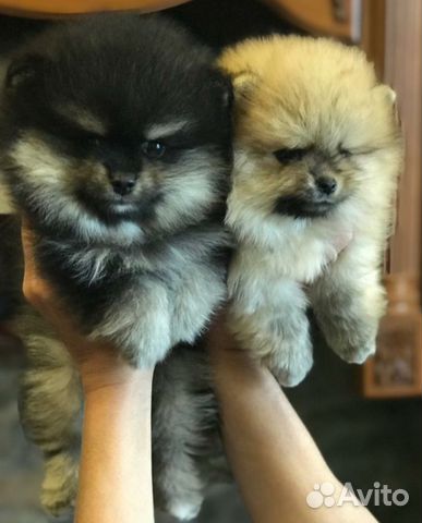 Шпицули мальчики померанчики. Видео