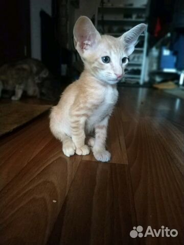 Ориенталочки