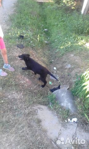 Бездомные щенята