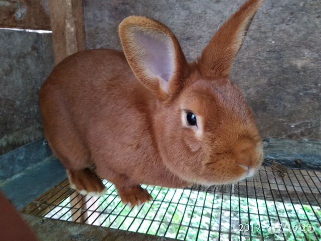 Кролики породы нзк и нзб