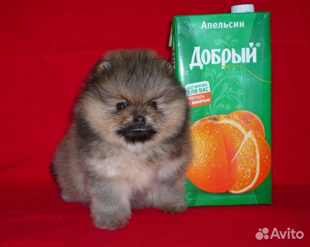 Очень Добрый Апельсинчик