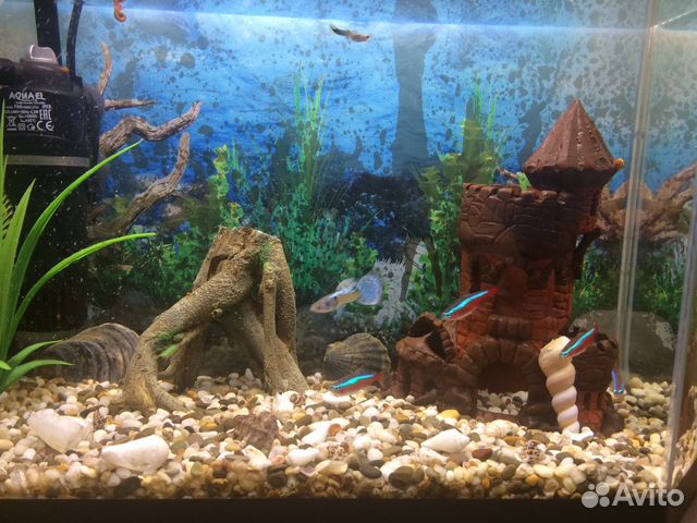 Гуппи голубая кобра