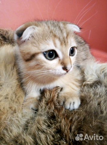 Шотландский тигрёнок