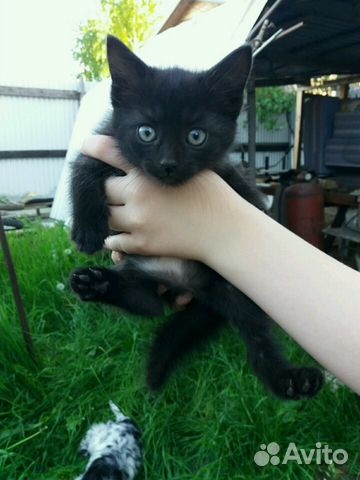 Кошечка чернушка 2 месяца