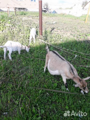 Козлята