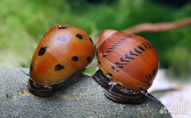 Улитки неретины