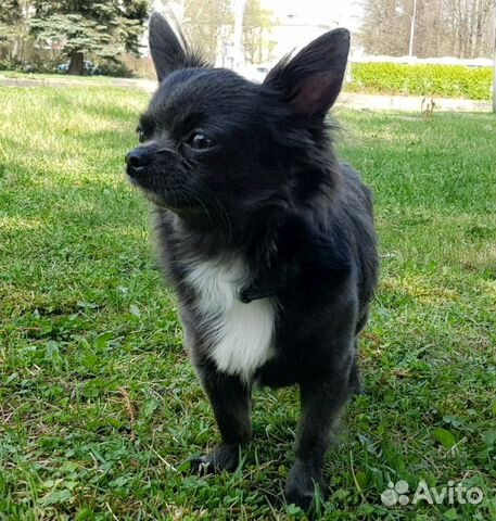 Вязка.кобель чихахуа