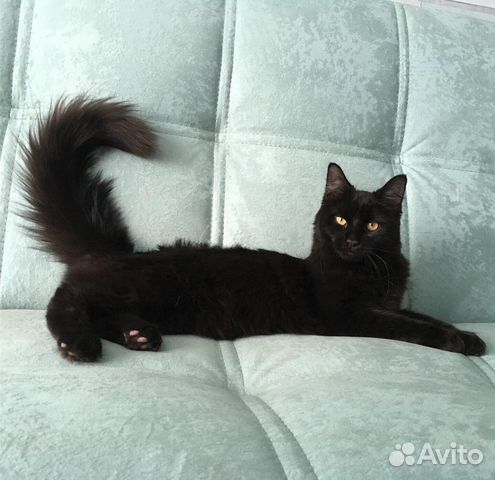 Мини мейн кун