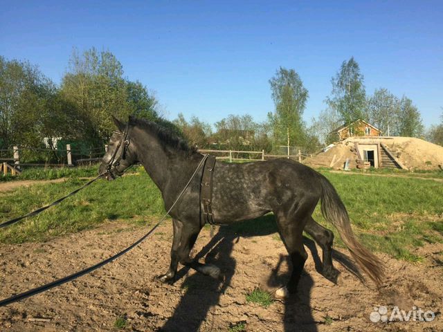 Продается мерин серой масти