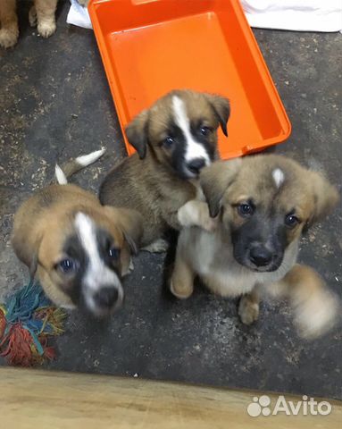 Щенки классные, собаки - друзья и охранники