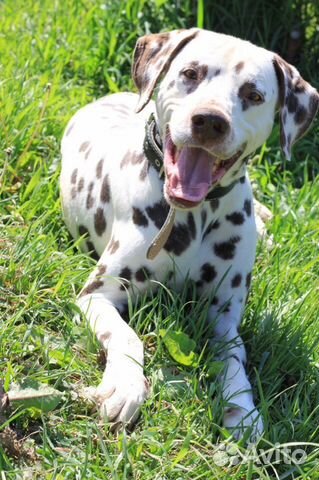 Чистопородного далматина в дар