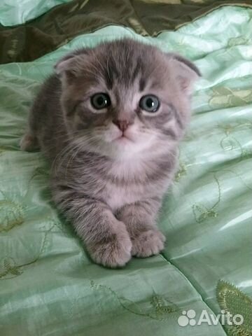 Три пушистика. Шотландские