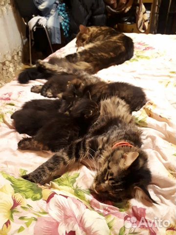 Мейн-кунята рысята