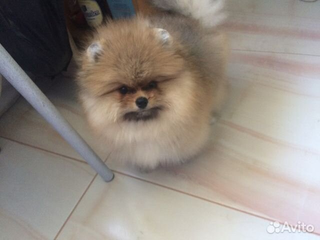 Мишка Померанец