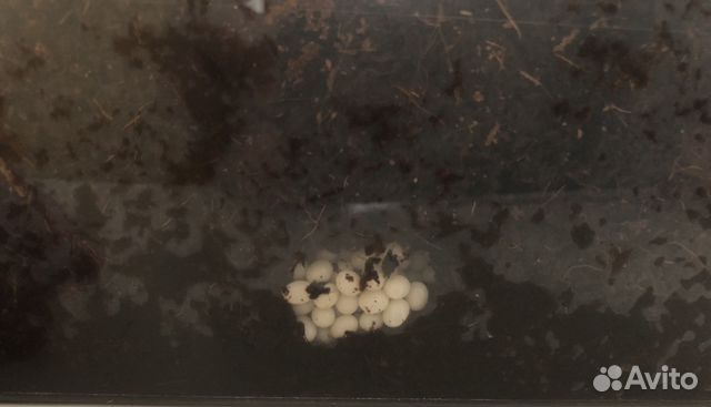 Яйца улиток Ахатин дата кладки 13 июня