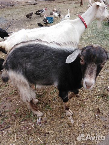 Продаётся козлик