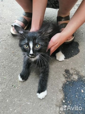 Котодети ищут родителей