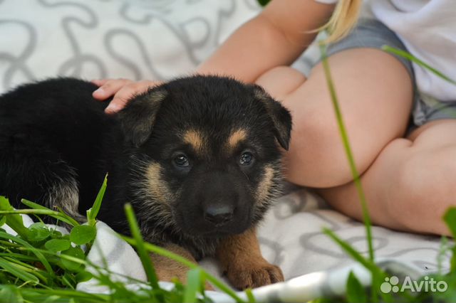 Щенки немецкой овчарки