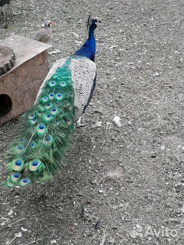 Павлины и фазаны