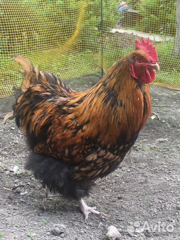 Петух 1 год. Орпингтон золотистый