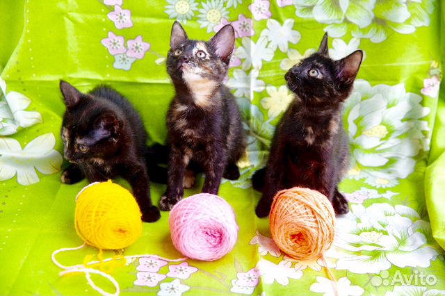 Котята Чудо «Душещипательное» в дар в добрые руки