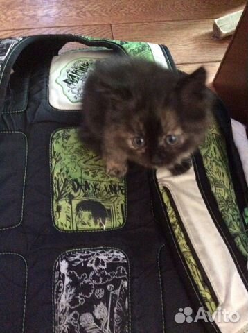 3 котенка ищут хозяев