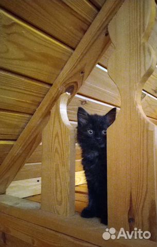 Котенок в добрые руки