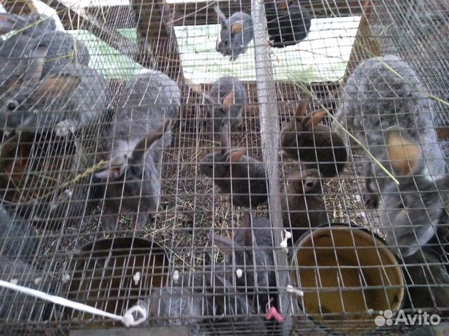 Шиншилла советская беременная самка