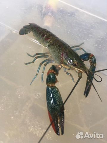 Австралийский красноклешневый рак