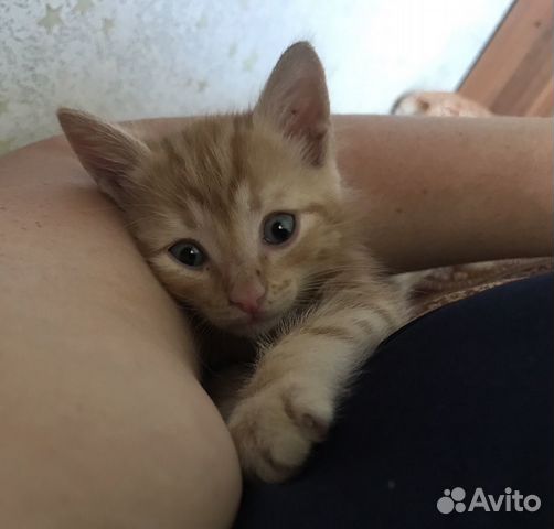 Рыжий котёнок