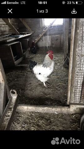 Петух куры утки