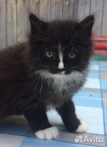 Котенок Барсик