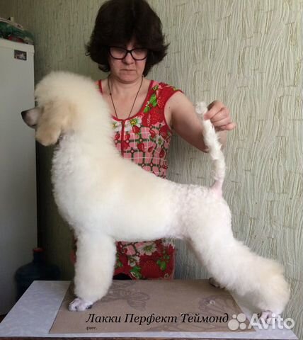 Белый малый пудель