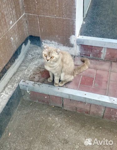 Кошка подросток, кареглазая