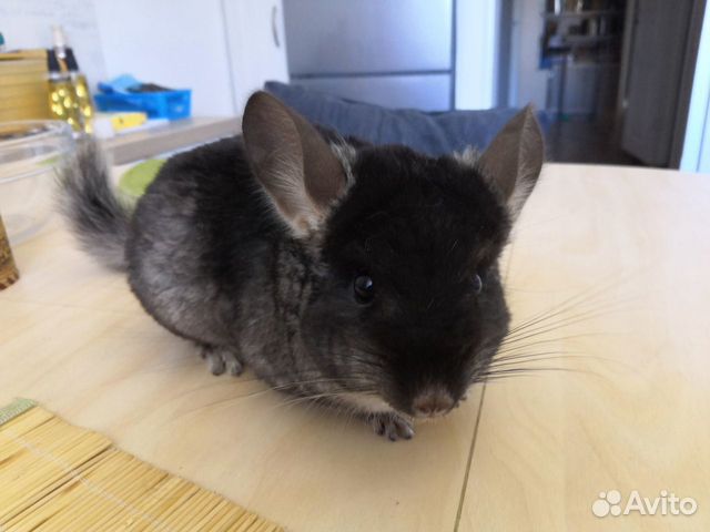 Шиншилла черный бархат