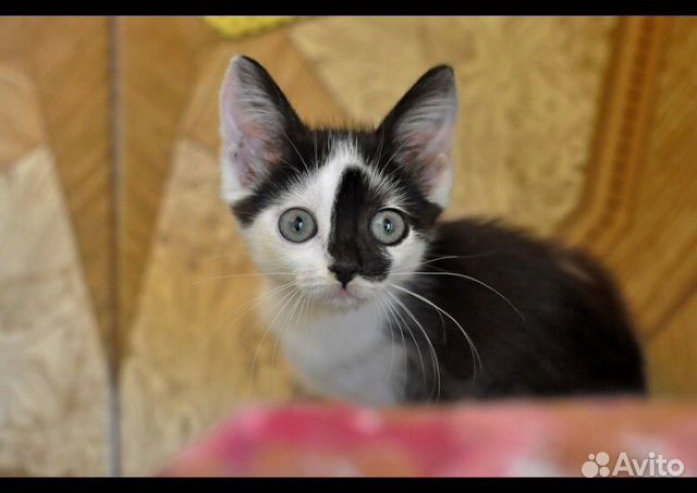 Ласковый мальчик