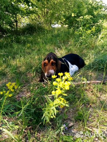 Щенок бассет хаунда