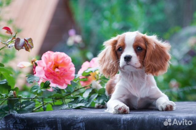 Девочка кавалер кинг чарльз спаниэля
