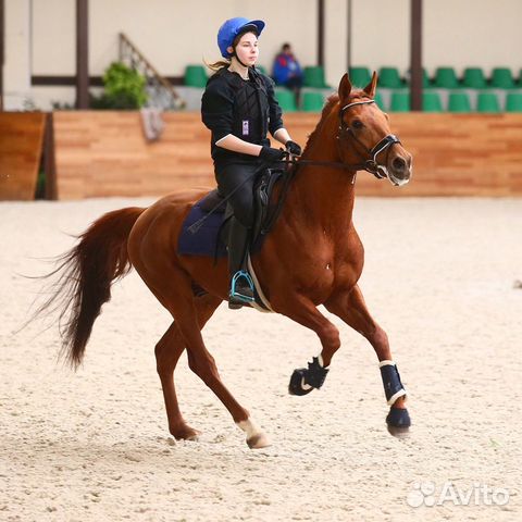 Перспективный троеборный жеребец