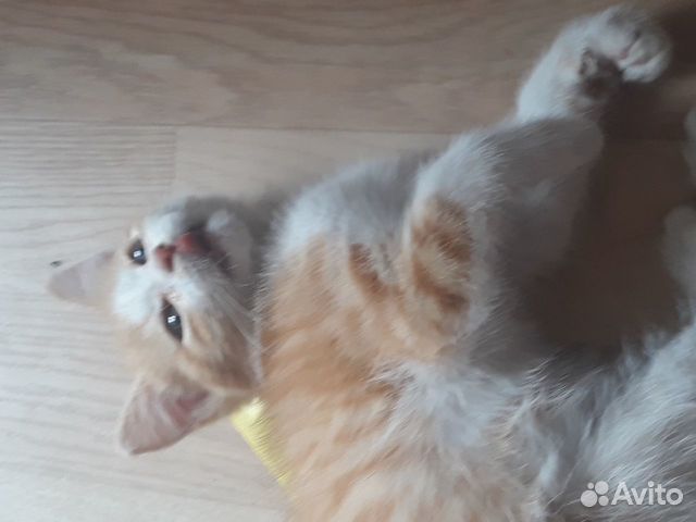 Маленький рыжий котенок-потеряшка