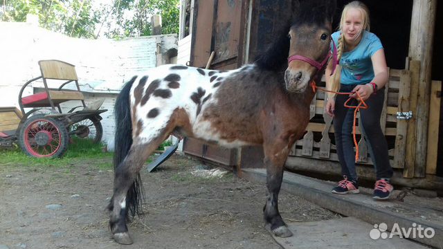 Аппалуза пони
