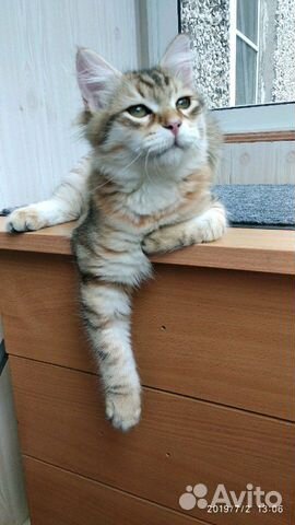 Породистый сибирский котенок