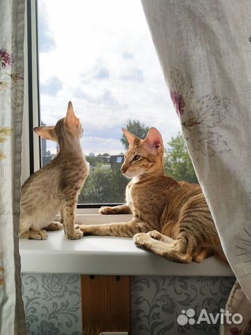 Ориентальные котята