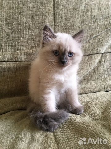 Котёнок Невский маскарадный девочка 2 месяца